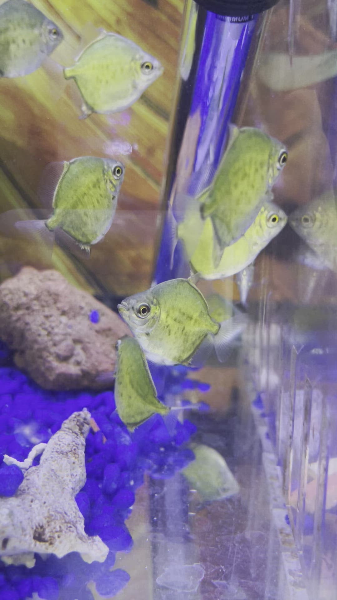Neon Green Silver Dollar(Myleus sp. ‘green’) – monsteraquariumonline