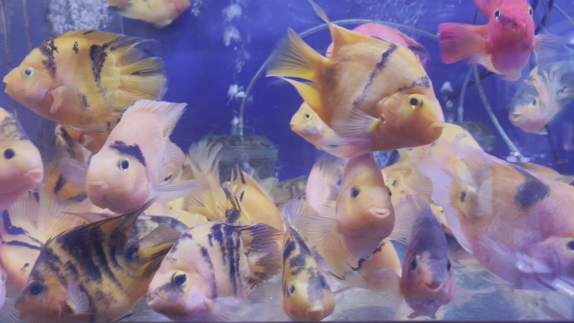 Monster Fish For Sale - Monster Aquarium – monsteraquariumonline