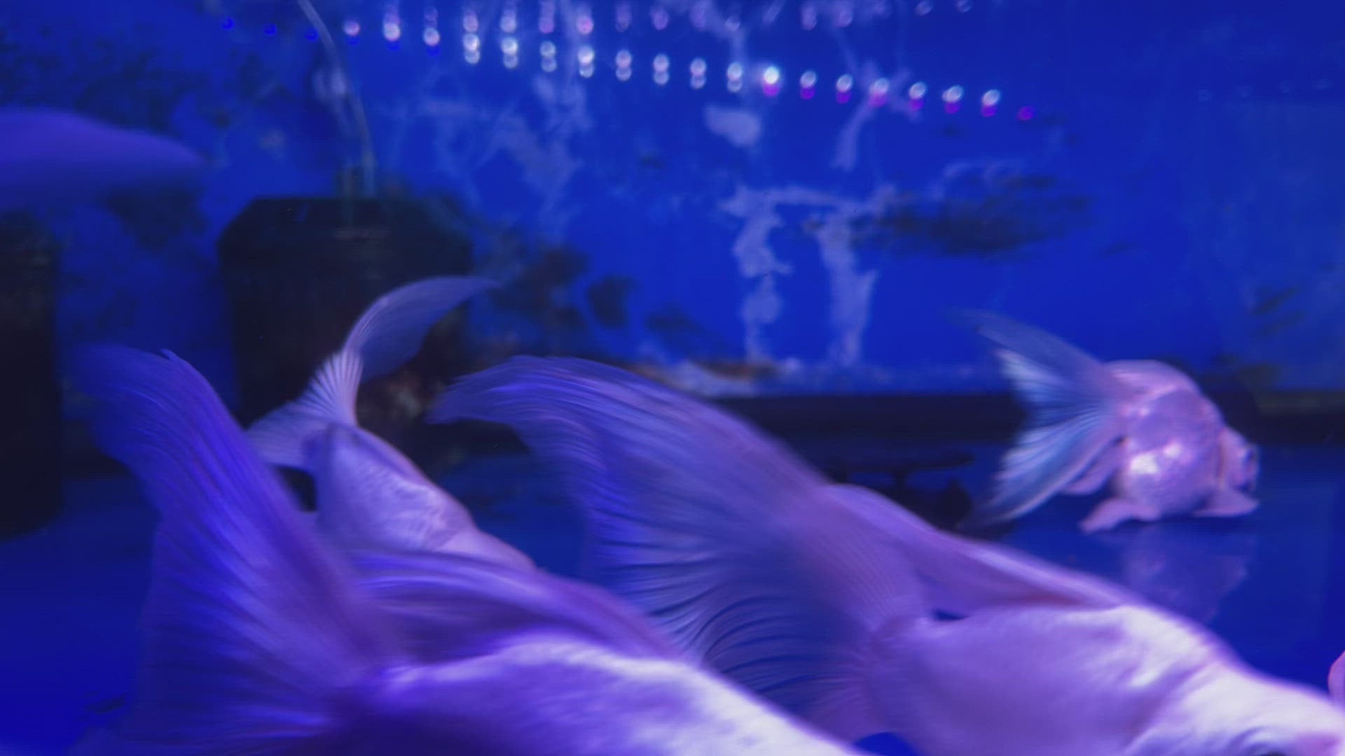 Platinum balloonbody Long Fin Koi (A Grade)