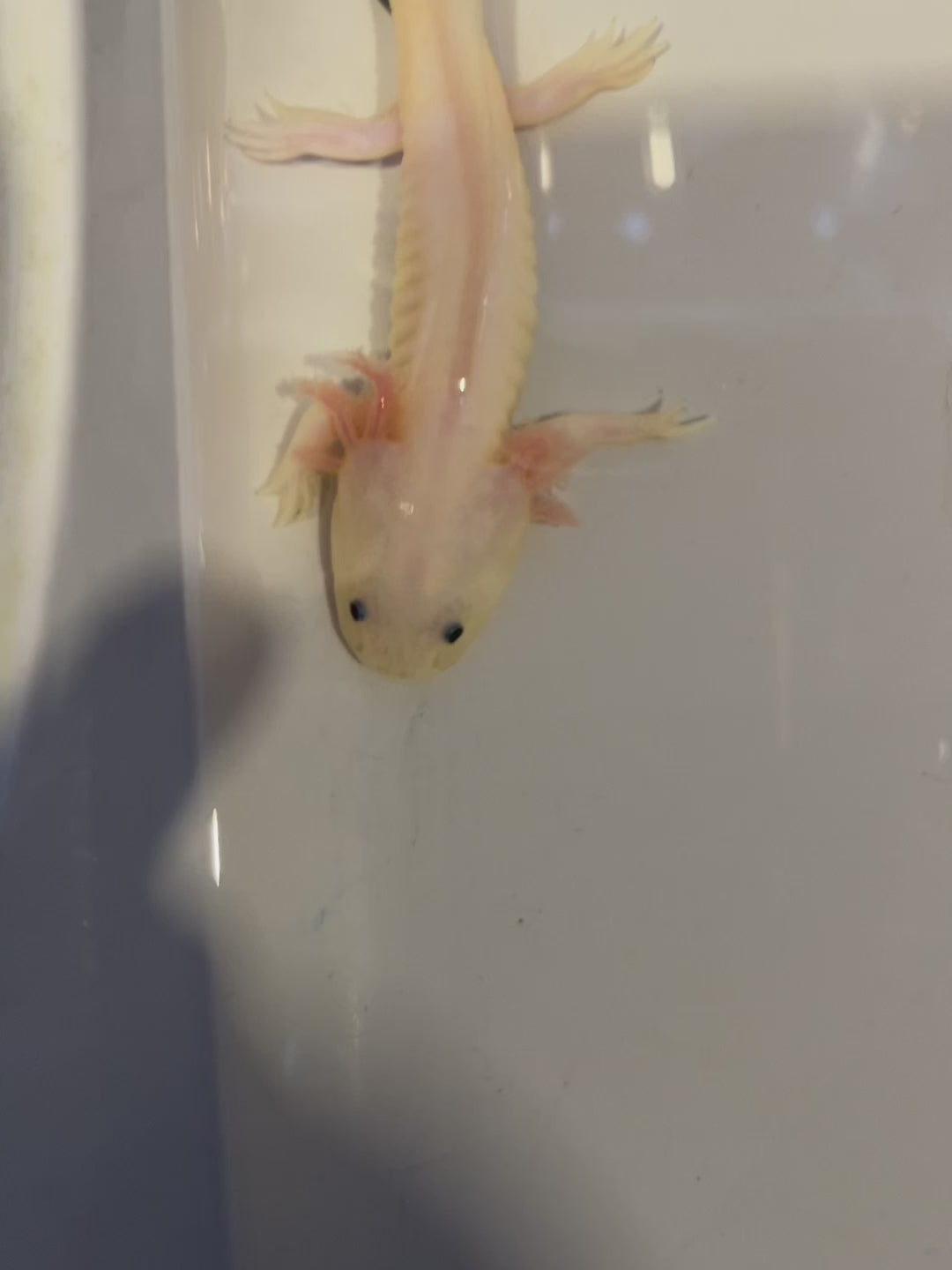 Axolotl Fish For Sale - Monster Aquarium – monsteraquariumonline