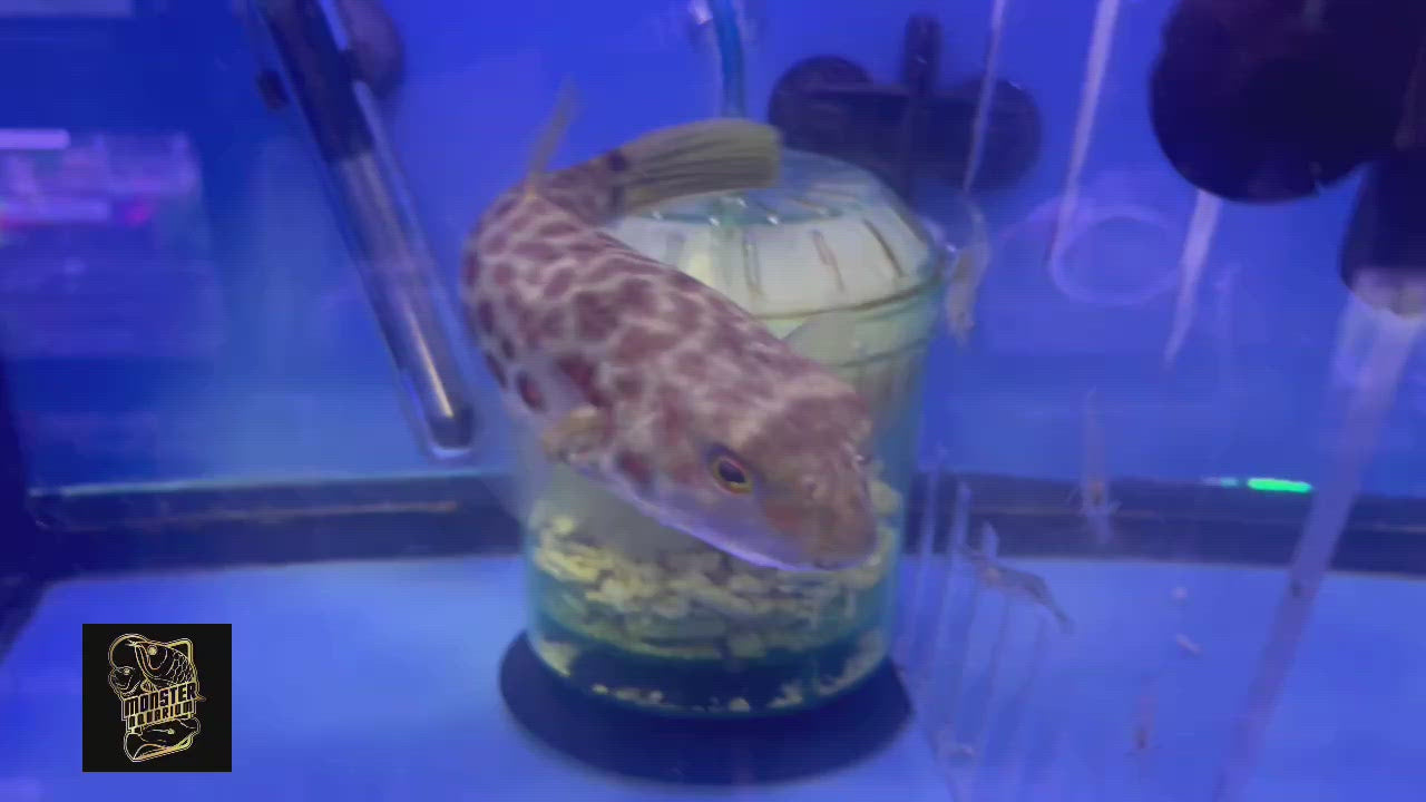 Cross River Puffer (Tetraodon Pustulatus) – monsteraquariumonline