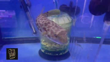 Cross River Puffer (Tetraodon Pustulatus)#N#– monsteraquariumonline