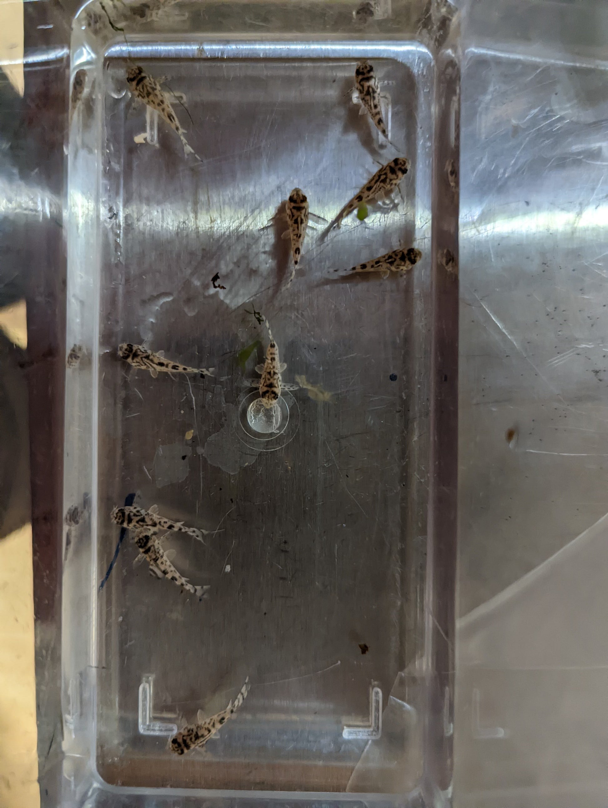 cw111 cory – monsteraquariumonline