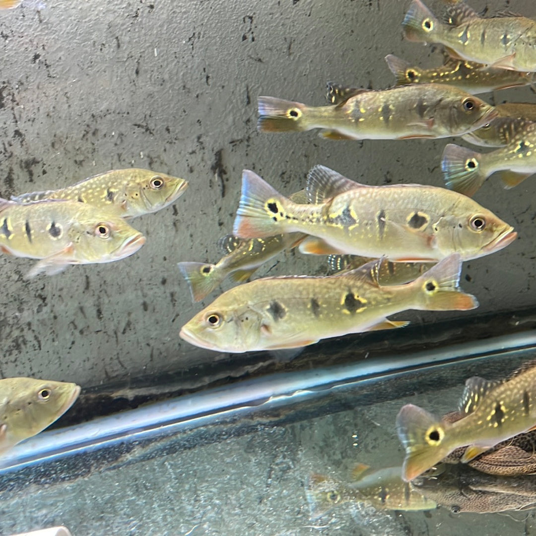 Monoculus Peacock Bass Fish For Sale - Monster Aquarium ...