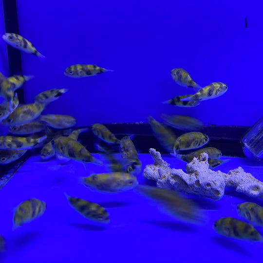 Amazon Puffer (Colomesus asellus) – monsteraquariumonline
