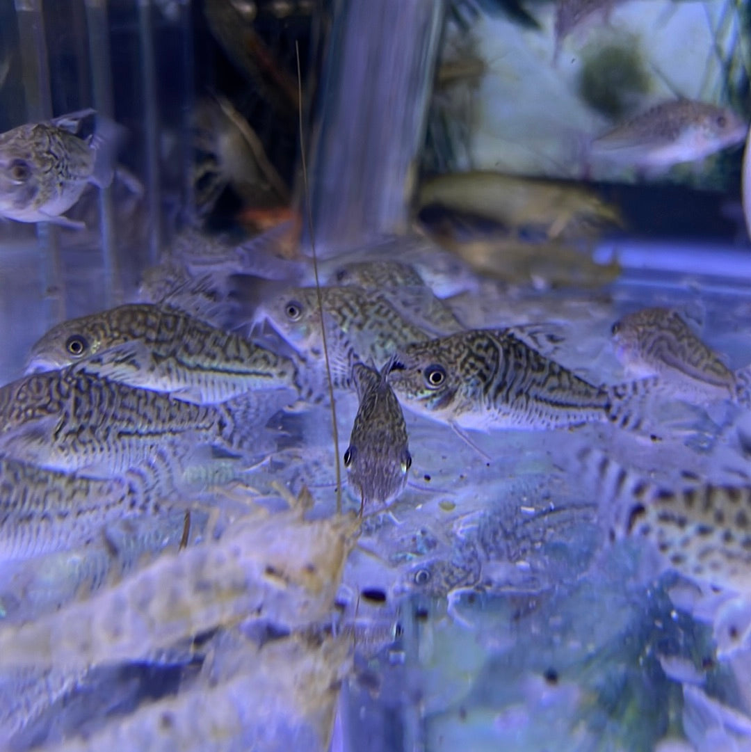 Spotted fin Cory – monsteraquariumonline
