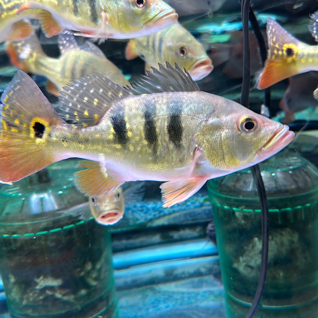 Monoculus Peacock Bass Fish For Sale - Monster Aquarium ...