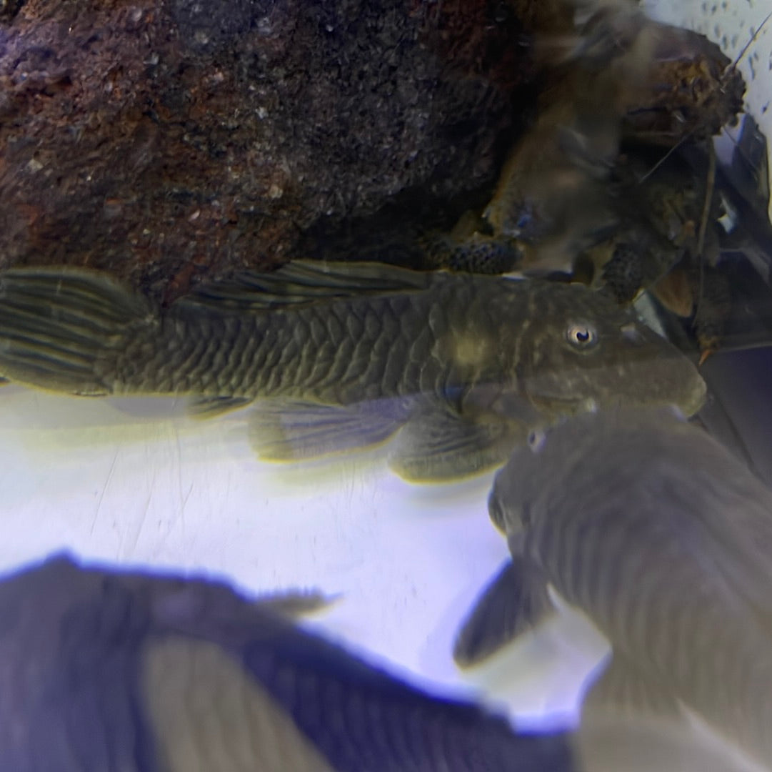 Full Grown Rubber Lip Pleco