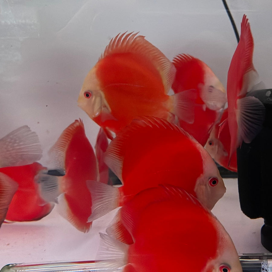 Discus Fish For Sale New York - Buy Discus Fish Online ...