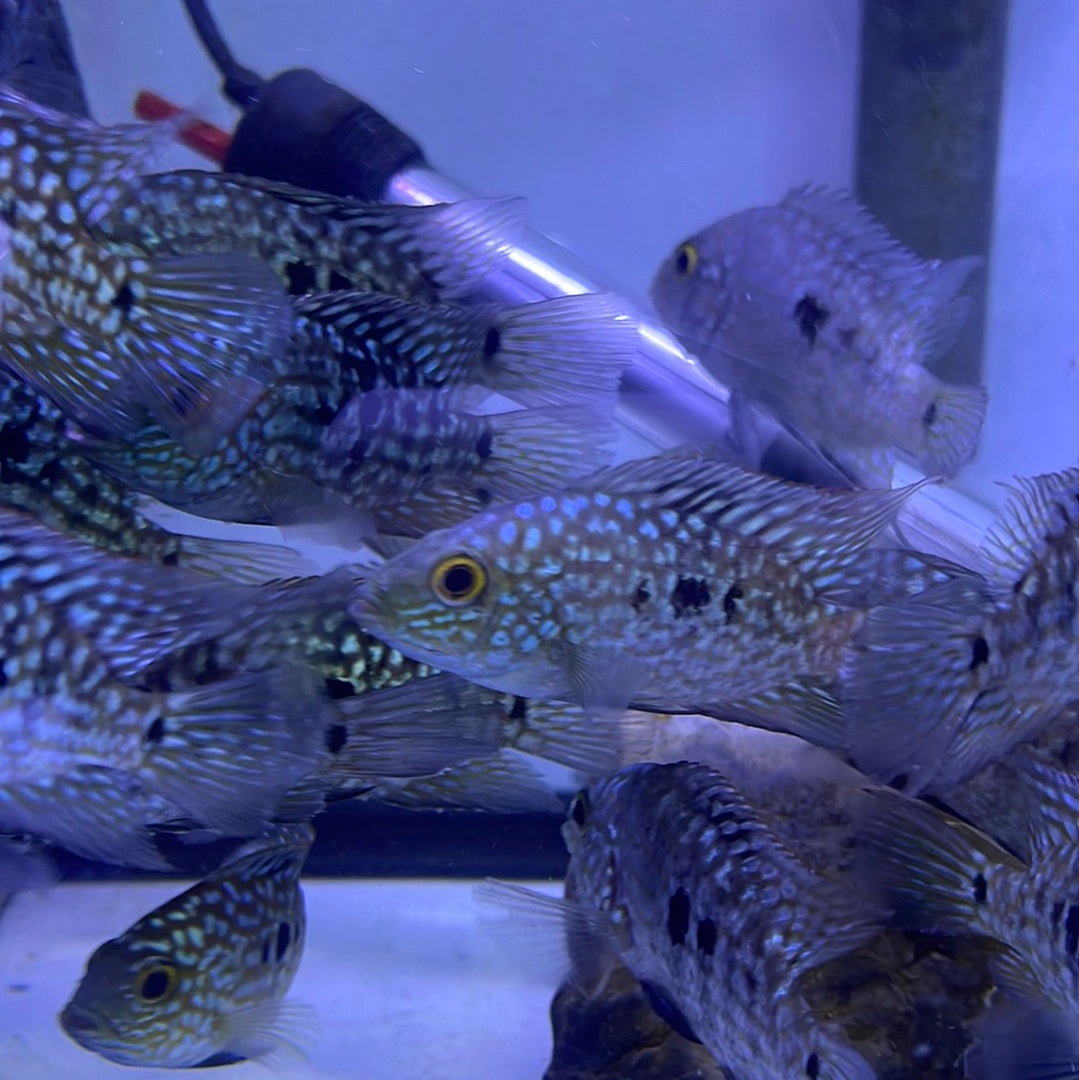 Green Texas Cichlid (Herichthys carpintis) – monsteraquariumonline