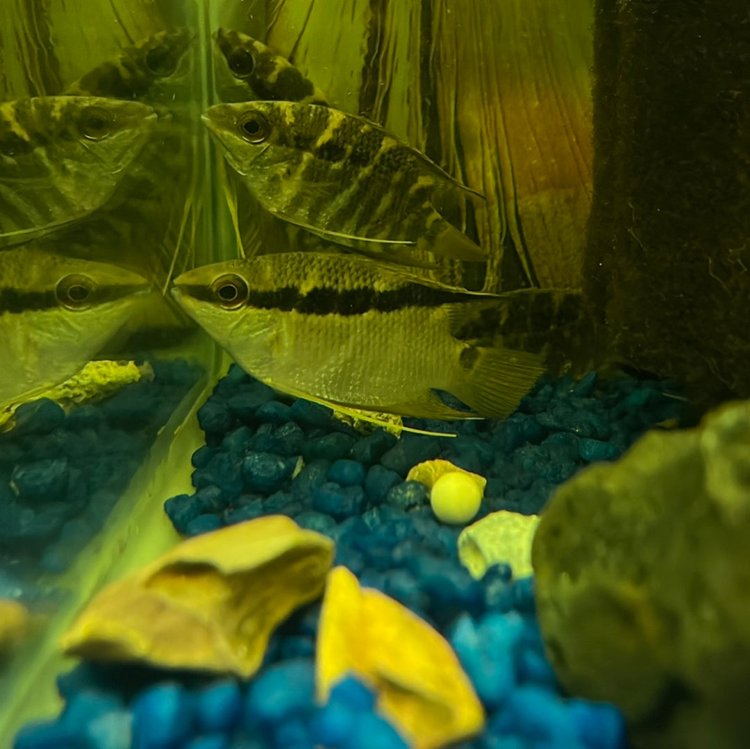 South American Cichlid Fish For Sale - Monster aquarium – Page 3 ...