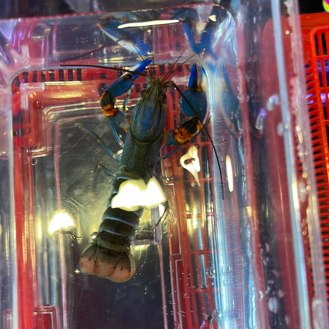 Buy Crustacean Online - Monster Aquarium – monsteraquariumonline