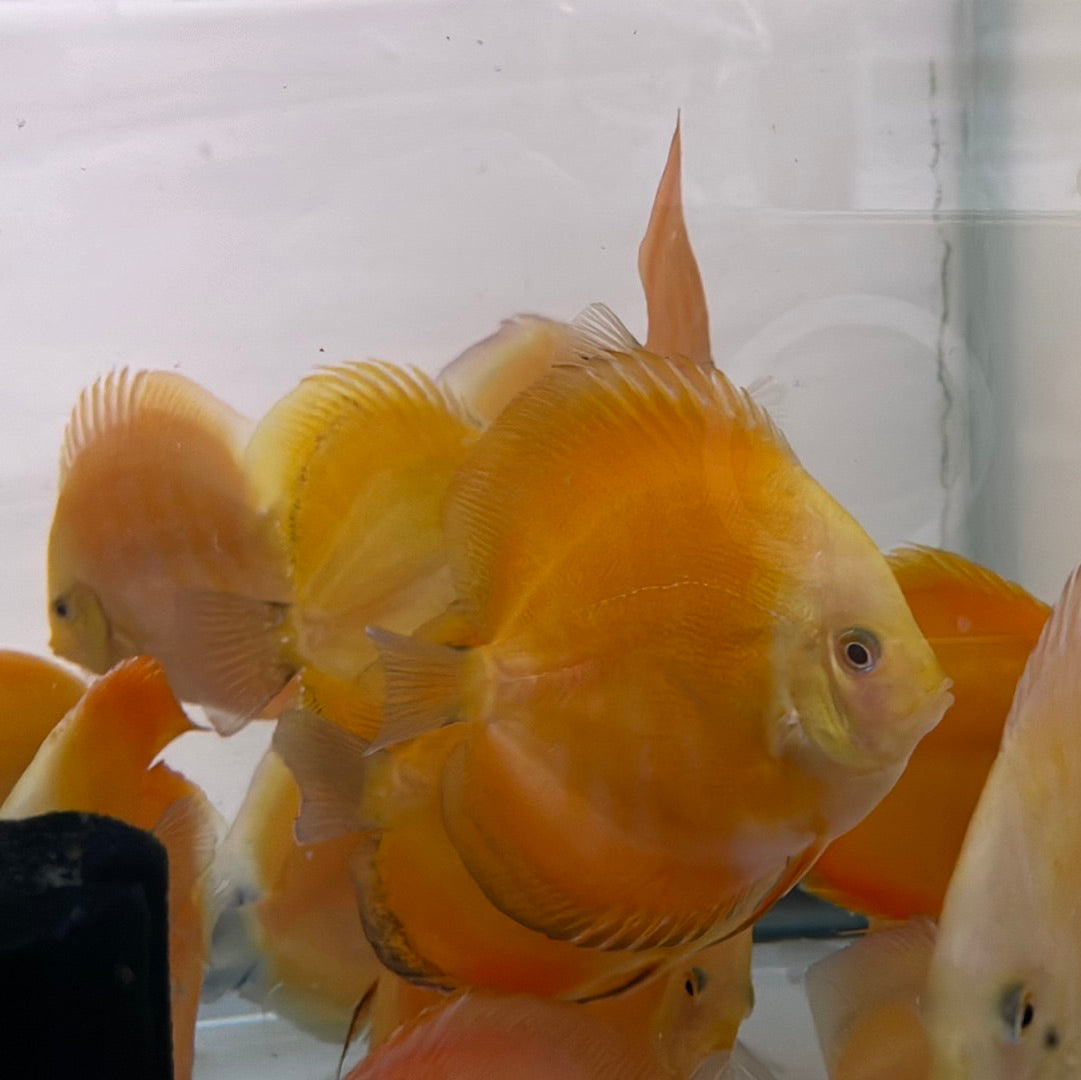 Yellow Discus (Symphysodon aequifasciatus) – monsteraquariumonline