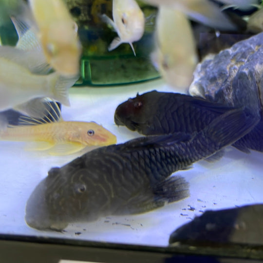 LDA46 Chubby Pleco (Parancistrus sp.) – monsteraquariumonline