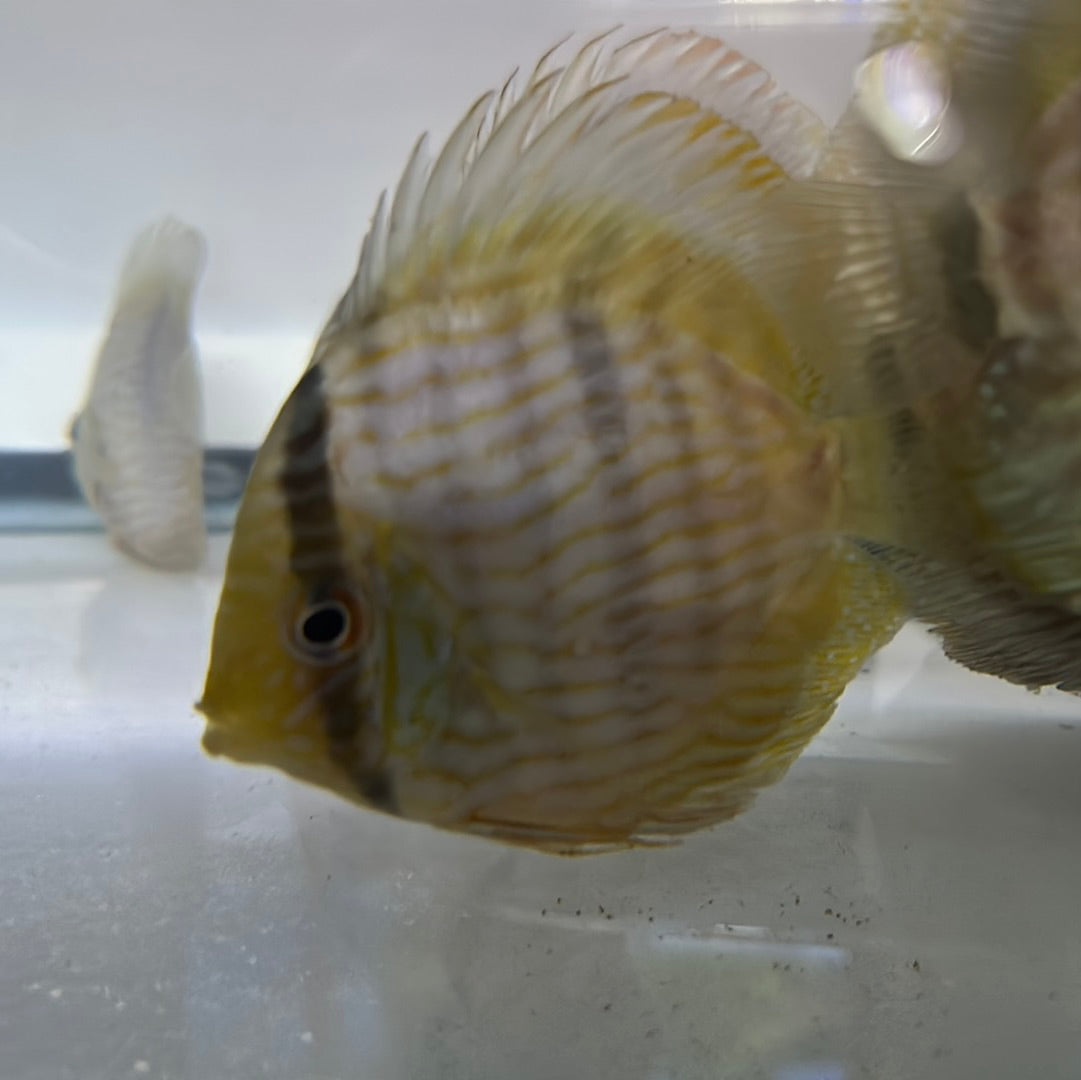 Wild Heckel Discus (Symphysodon aequifasciatus) – monsteraquariumonline