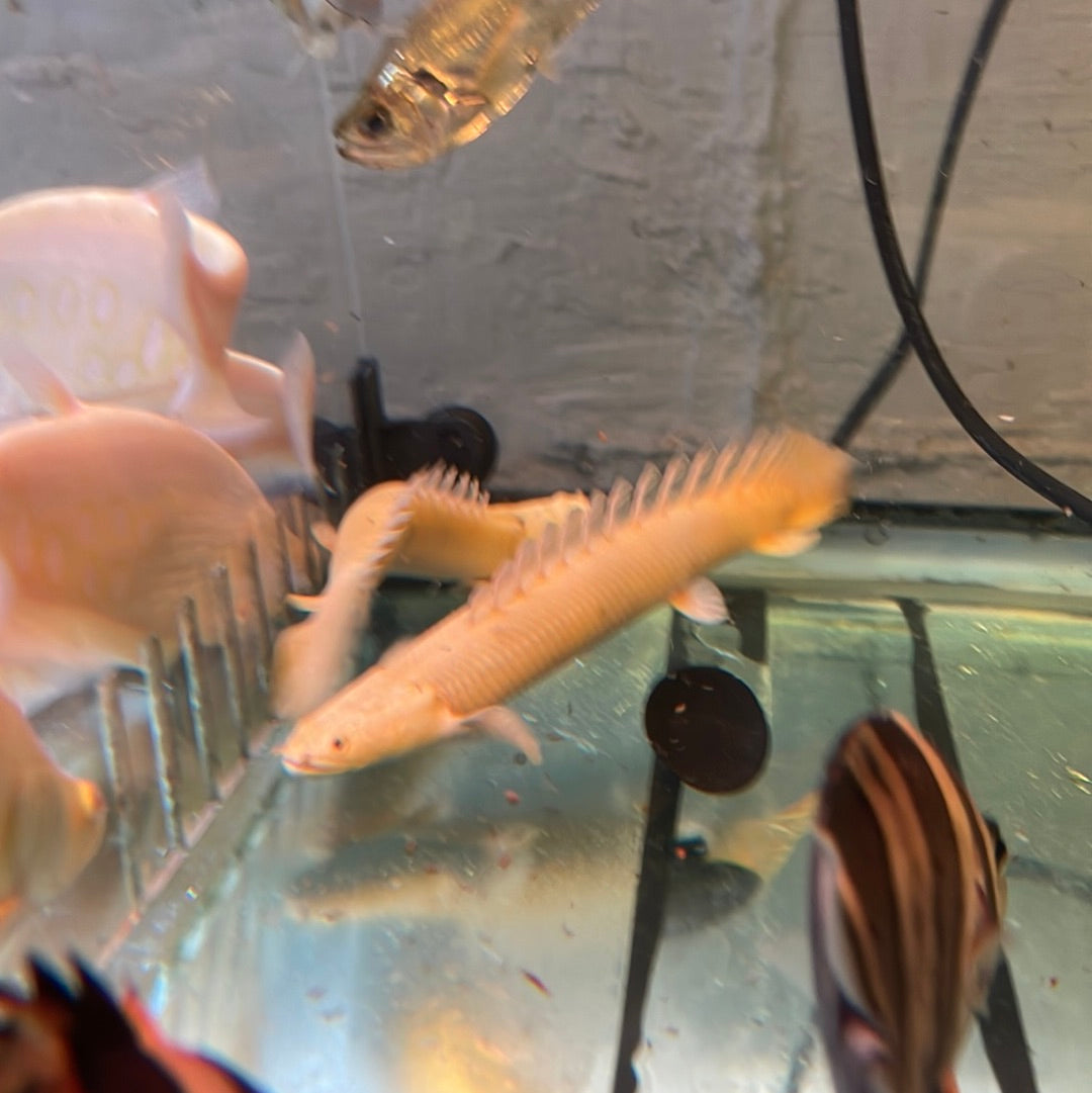 Platinum Endlicheri Polypterus Bichir (Polypterus endlicheri endlicher ...