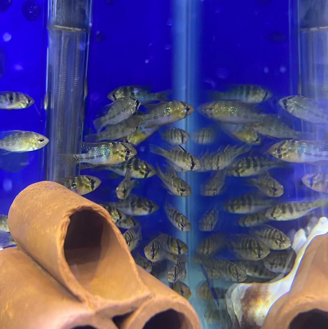 Ramirezi – monsteraquariumonline