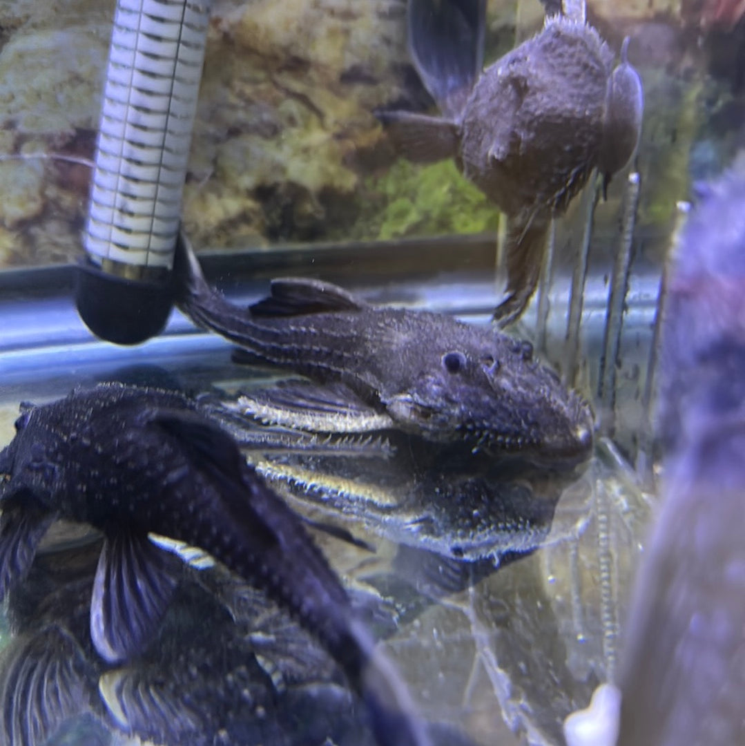 L155 Adonis Pleco (Acanthicus hystrix) – monsteraquariumonline