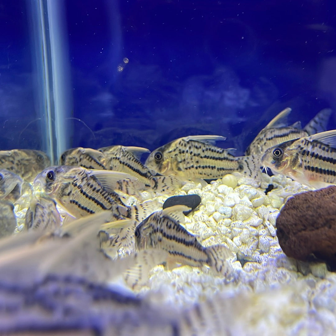 Corydora – monsteraquariumonline