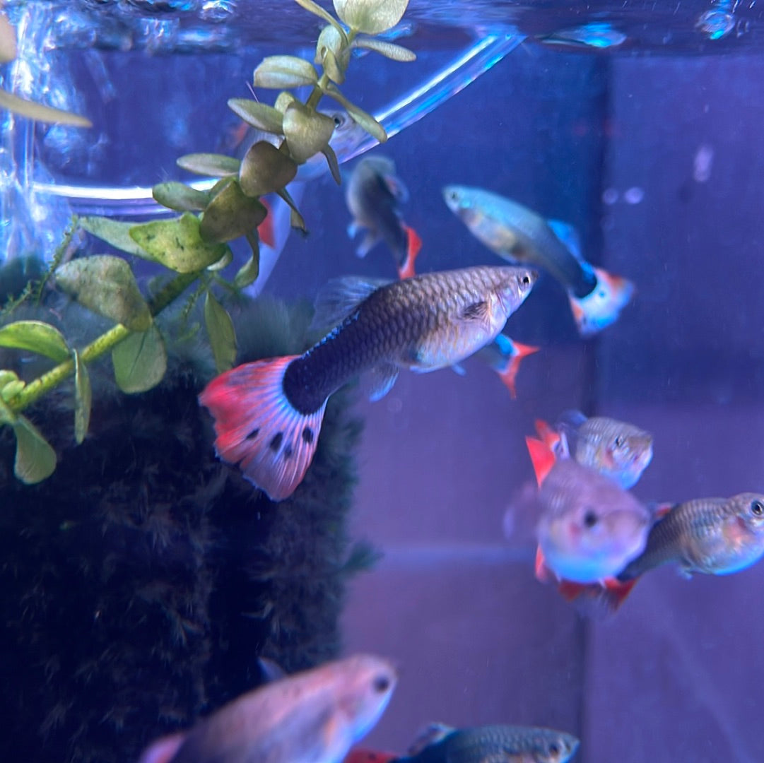 Super Red Tuxedo Guppy (Female) (Poecilia reticulata ...