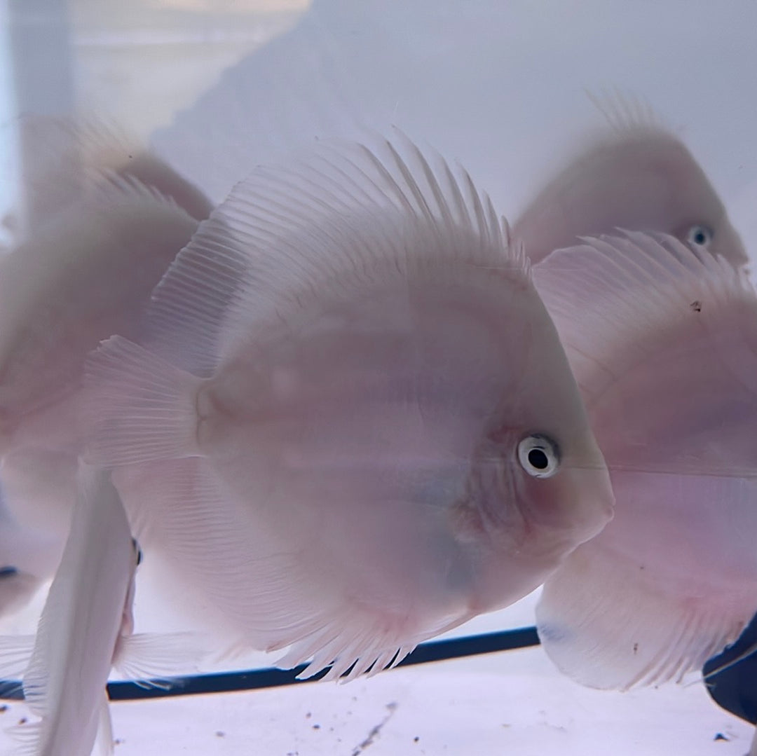 Snow White Discus (Symphysodon aequifasciatus) – monsteraquariumonline