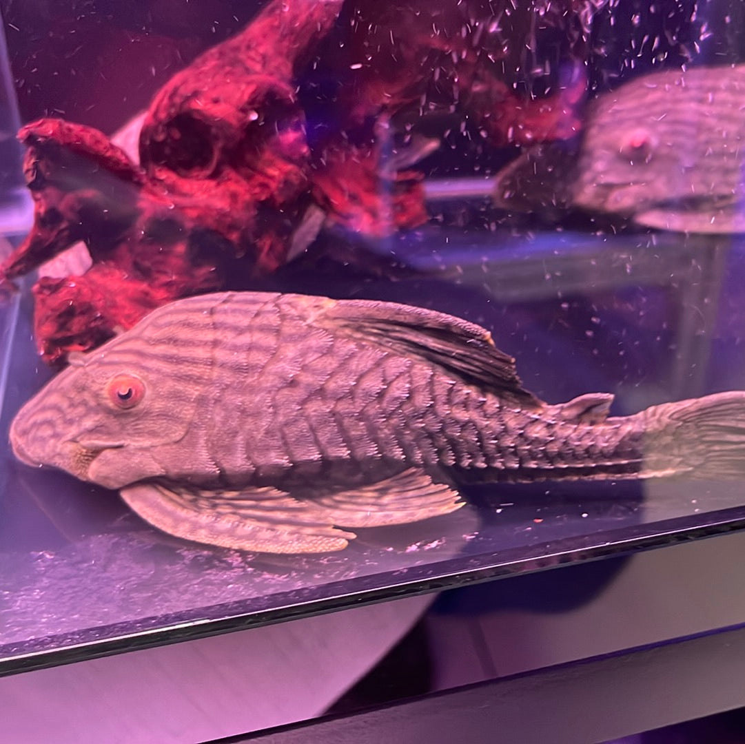 L330 Watermelon Pleco (Panaque nigrolineatus laurafabianae ...