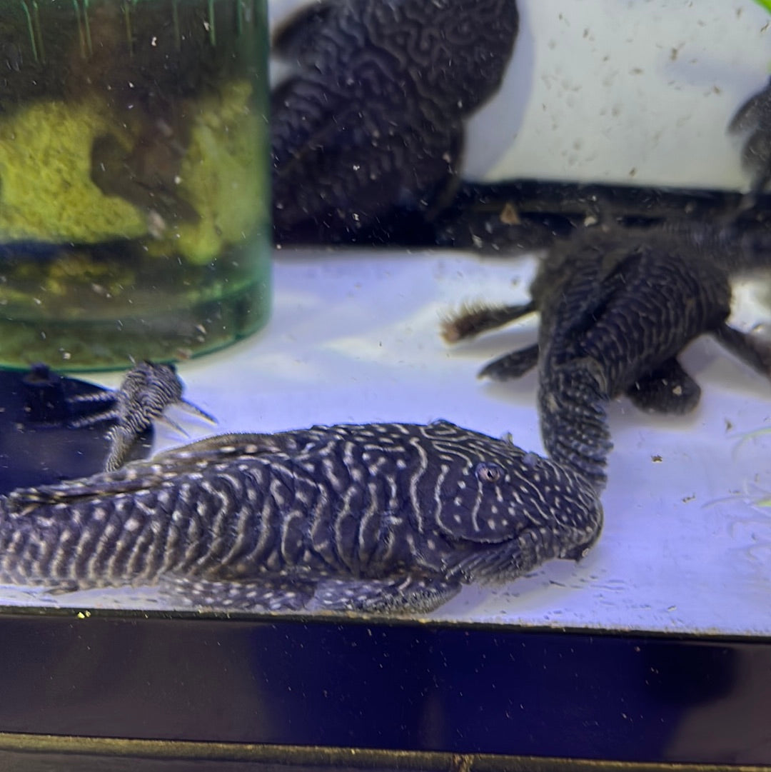 LDA46 Chubby Pleco (Parancistrus sp.) – monsteraquariumonline
