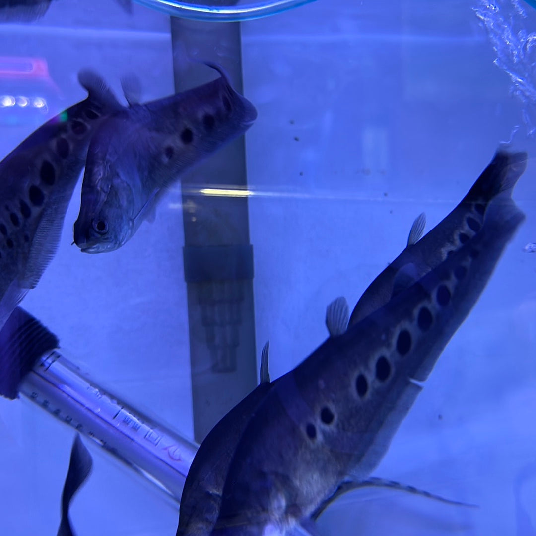 Clown Knife (Chitala ornata) – monsteraquariumonline