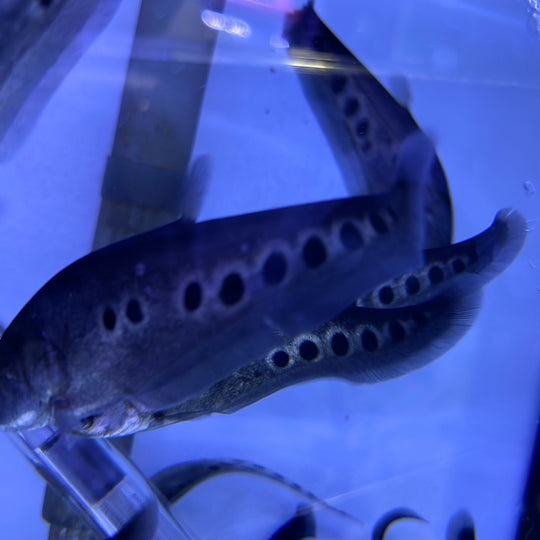 Clown Knife (Chitala ornata) – monsteraquariumonline