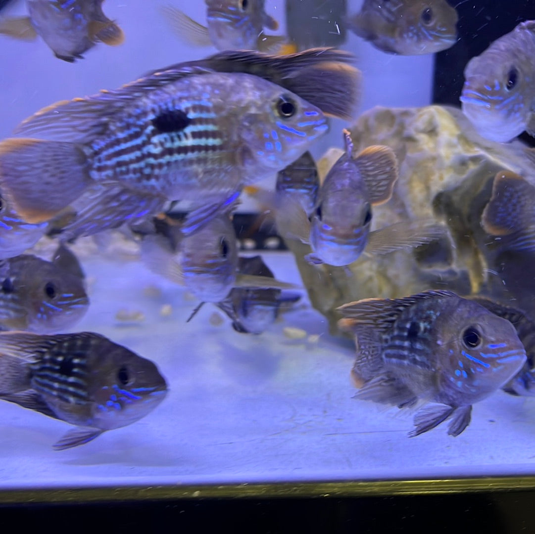 Short body Green Terror (Andinoacara rivulatus)