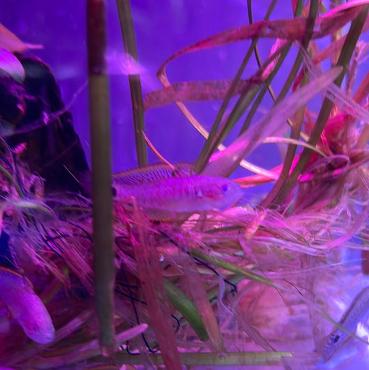 Buy Nano Fish Online - Monster aquarium – monsteraquariumonline