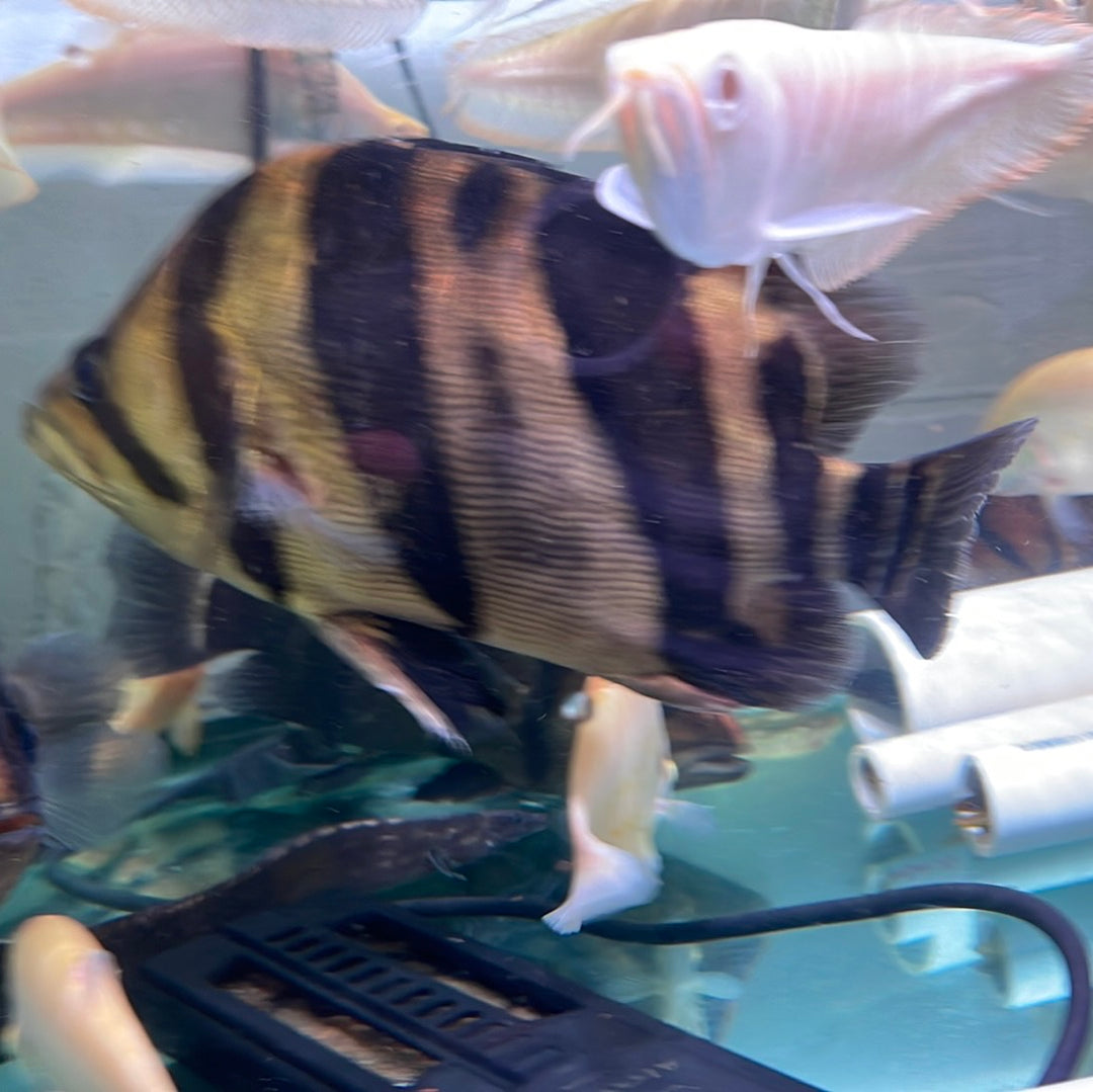 3 Bar Indo Datnoid A/B Grade ( Datnioides microlepis )