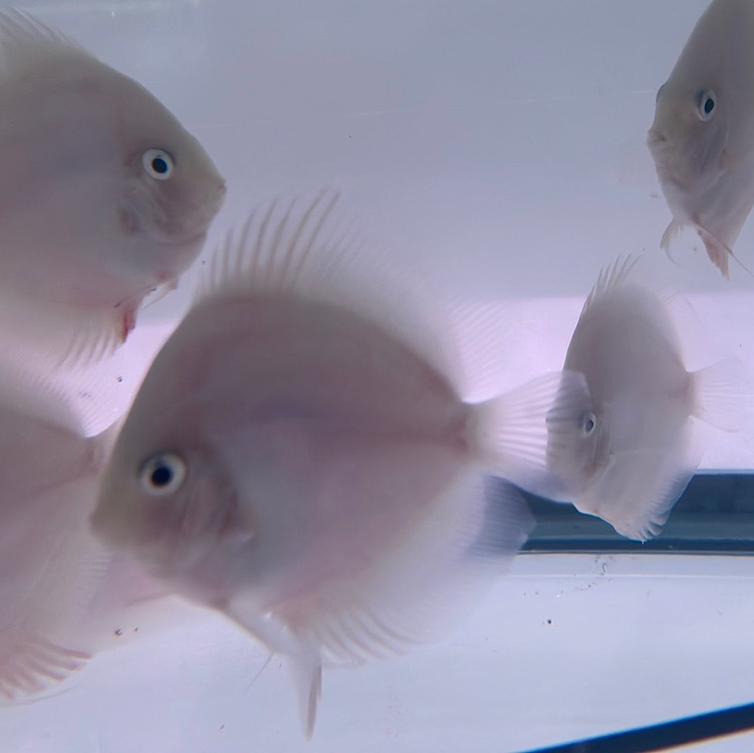 Snow White Discus (Symphysodon aequifasciatus) – monsteraquariumonline