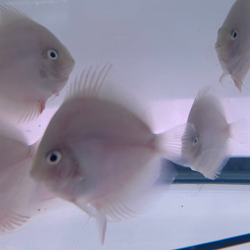 Snow White Discus (Symphysodon aequifasciatus) – monsteraquariumonline