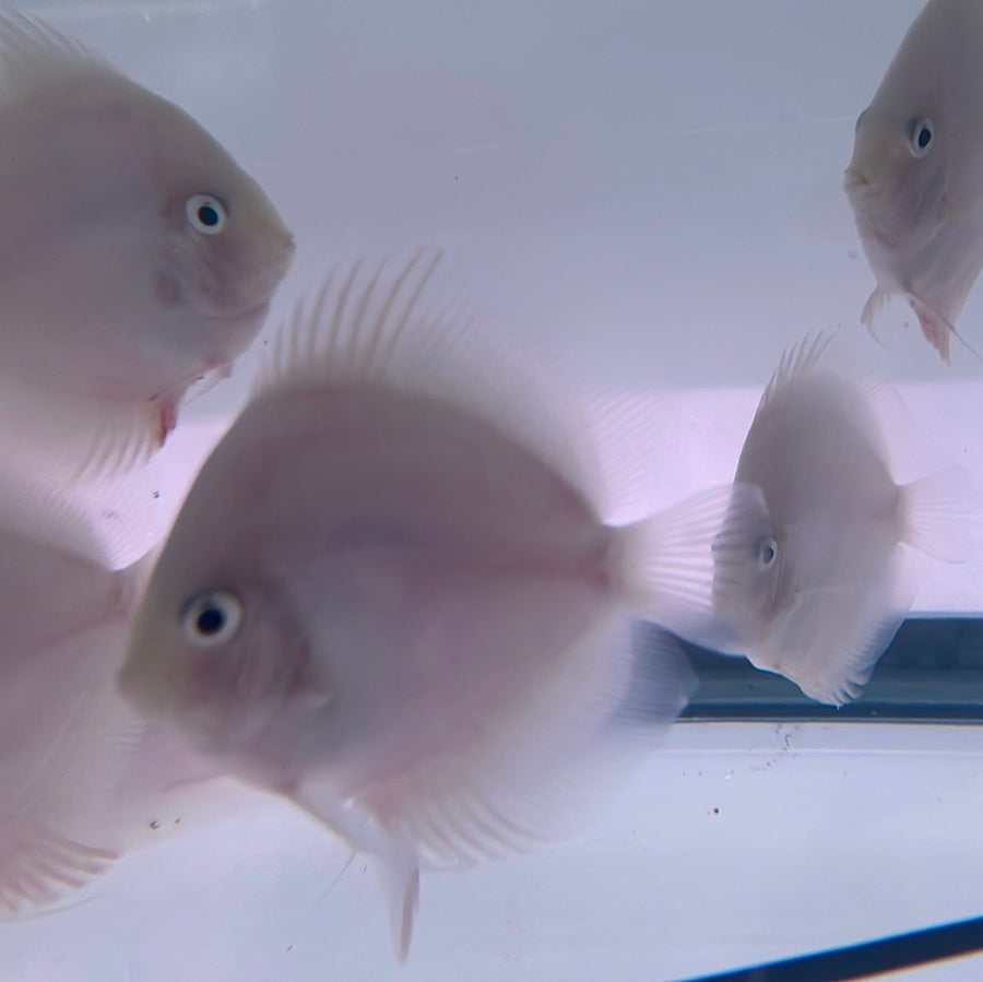 Snow White Discus (Symphysodon aequifasciatus) – monsteraquariumonline