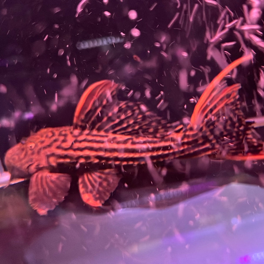 L25 Red Fin Scarlet Pleco "Sao Felix Super red" (Pseudacanthicus pirar ...