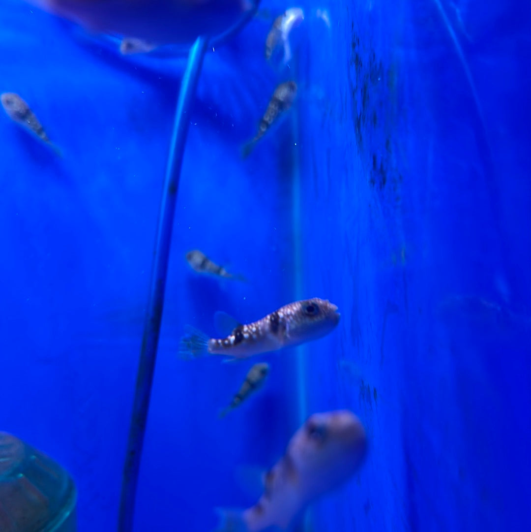 Milkspotted Puffer (Chelonodon patoca)