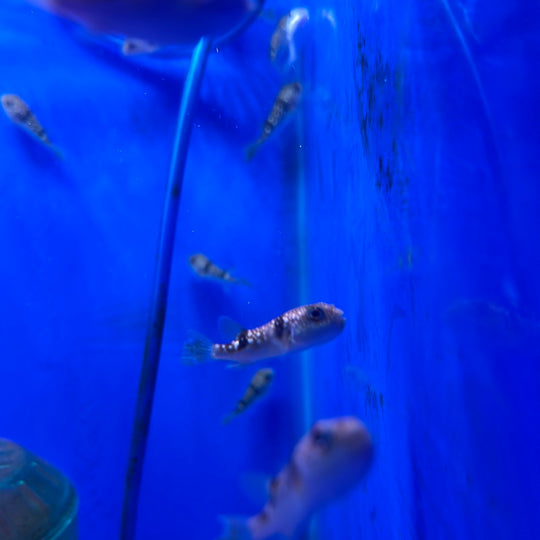 Milkspotted Puffer (Chelonodon patoca)