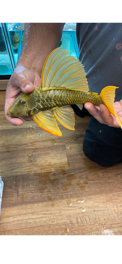 Luteus Pleco Phase 3 (Hypostomus luteus) – monsteraquariumonline