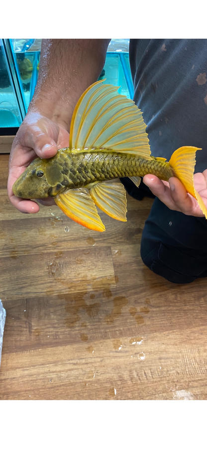 Luteus Pleco Phase 3 (Hypostomus luteus) – monsteraquariumonline