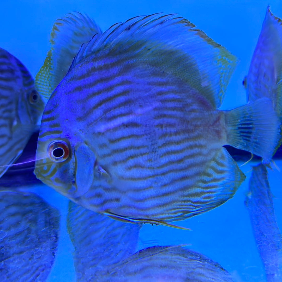 Wild Blue Face Heckel Discus (Symphysodon aequifasciatus ...