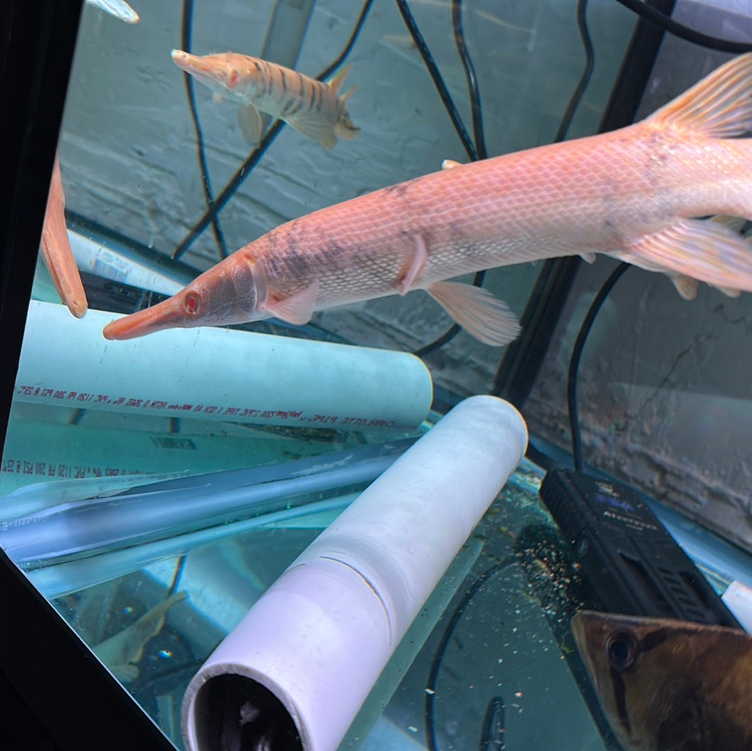 Albino Gold Marbled Alligator Gar (Atractosteus Spatula ...