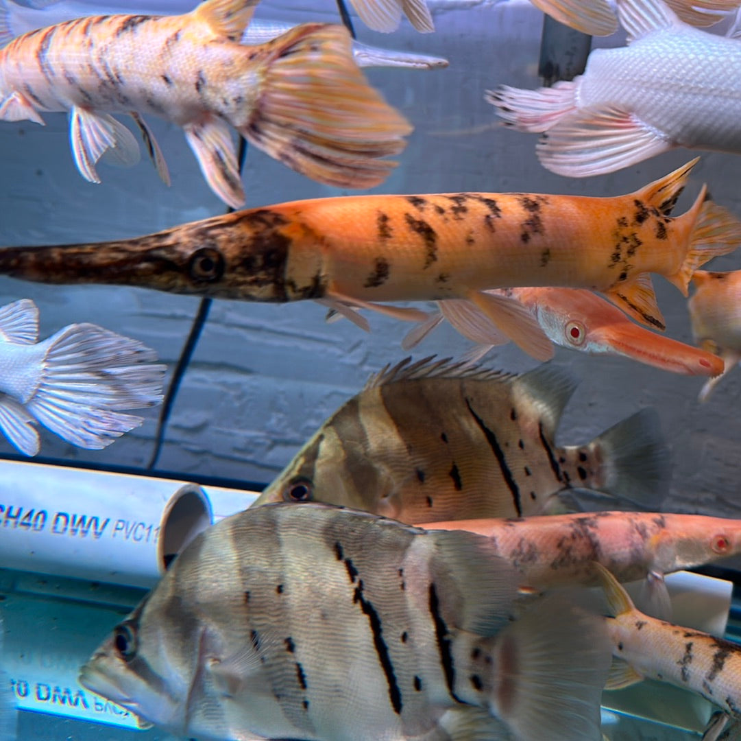 Gold Marbled Alligator Gar (Atractosteus Spatula)