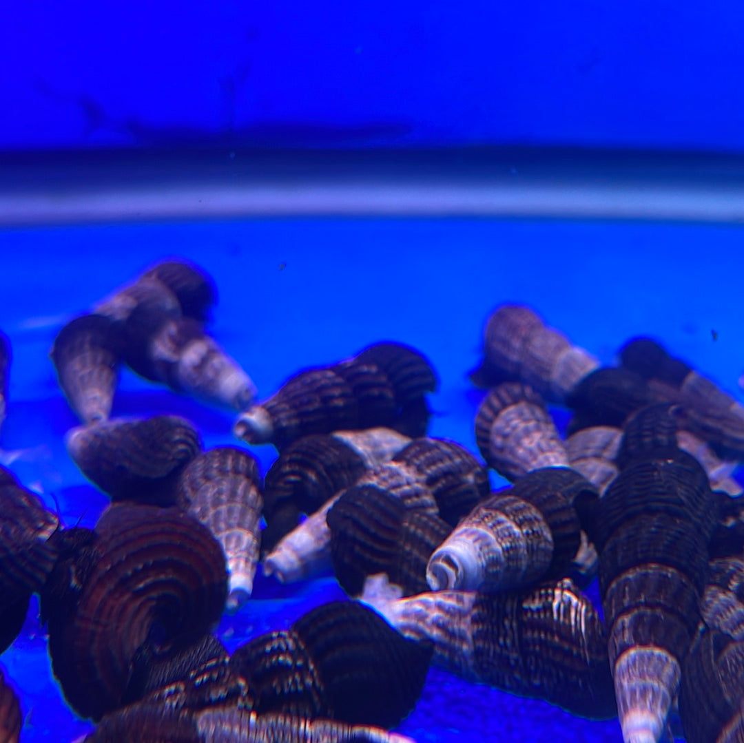 White Spotted Rabbit Snail (Tylomelania patriatrchalis)