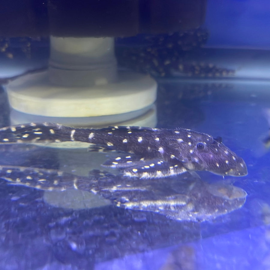 L155 Adonis Pleco (Acanthicus hystrix) – monsteraquariumonline