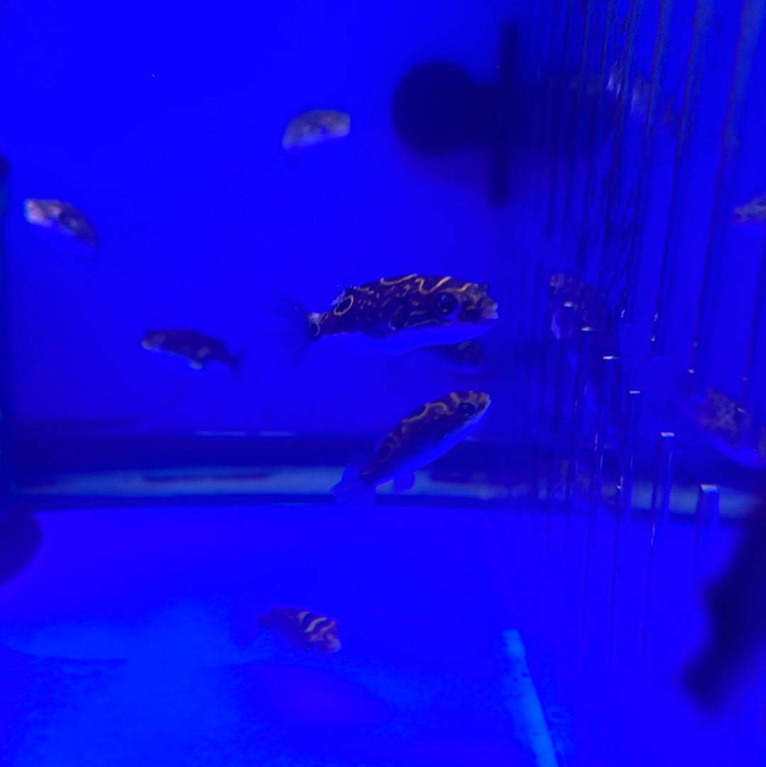 Figure eight Puffer ( Brackish water )