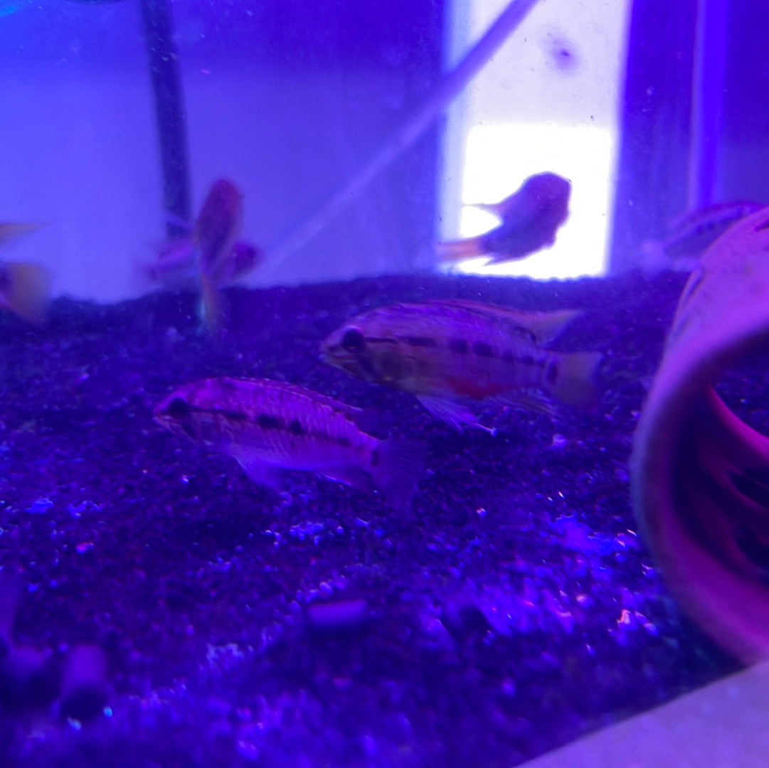 Apistogramma Hongsloi Red Gold Pair ( 1M , 1 F ) – monsteraquariumonline