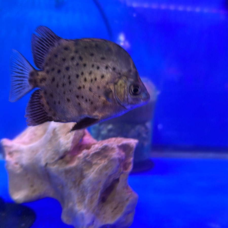 Buy Rare Oddballs Fish Online - Monster aquarium – monsteraquariumonline