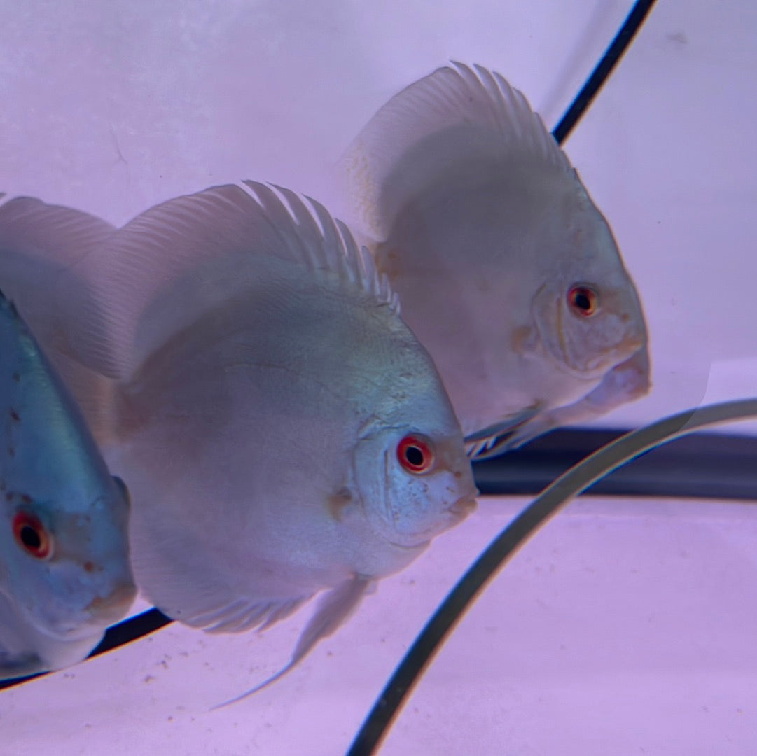 Discus Fish For Sale New York - Buy Discus Fish Online ...