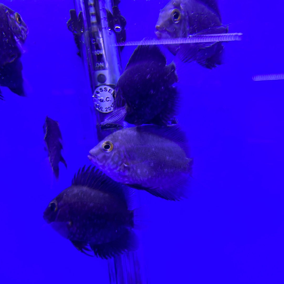 Uaru Cichlid (Uaru amphiacanthoides)